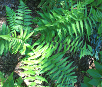 Native Plants for Georgia Part II: Ferns | CAES Field Report