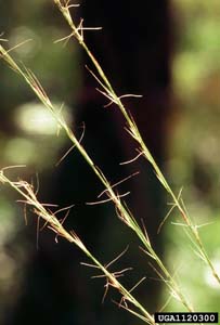 Native Plants for Georgia Part IV: Grasses and Sedges | CAES Field Report