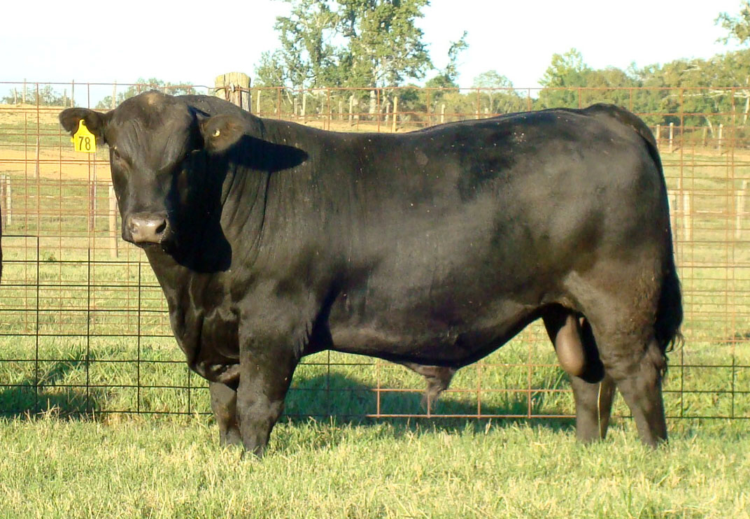 Bull Buyer s Guide UGA Cooperative Extension