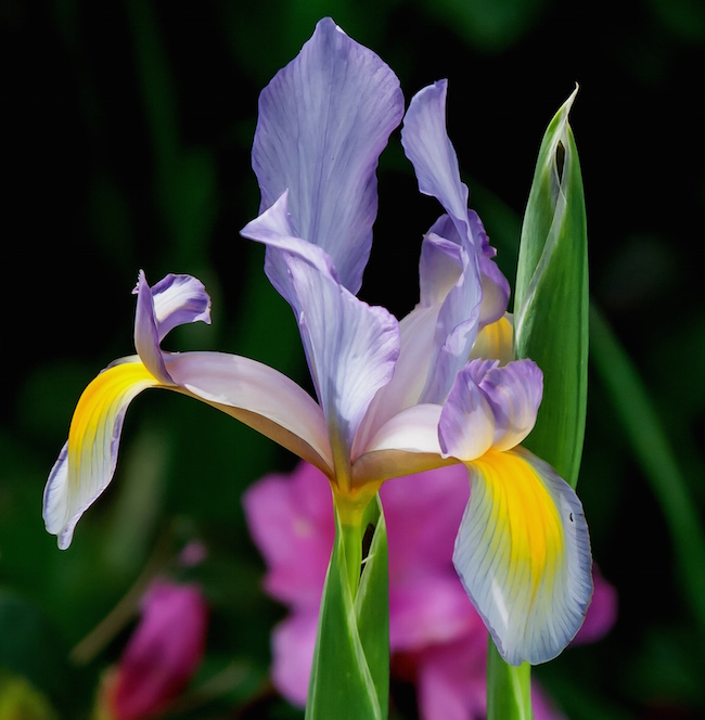Dutch iris competes for garden attention | CAES Newswire